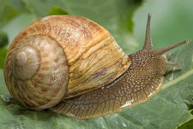 Invertebrates: Definition, Characteristics, Facts, Classification ...