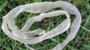 Snake: Characteristics, Types, Behaviors, Facts & Pictures