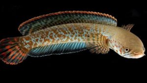 Fish: Definition, Characteristics, Classification, Types & Facts ...
