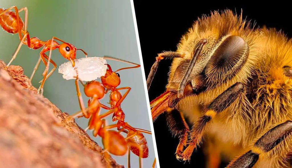 Insects - Definition, Characteristics, Types, Behaviors & Facts