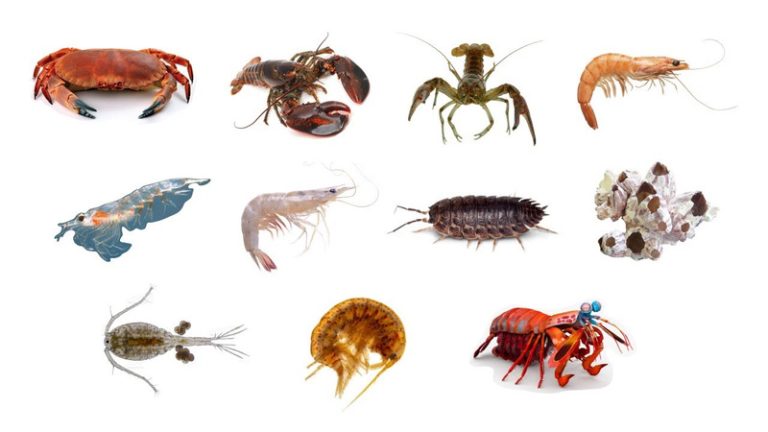 Invertebrates: Definition, Characteristics, Facts, Classification ...