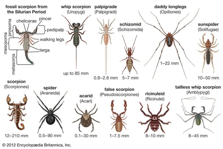 Invertebrates: Definition, Characteristics, Facts, Classification ...