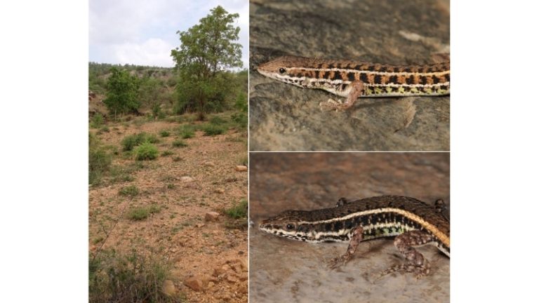 Squamata: Species Guide, Life Cycles and Adaptations - Animal Pedia