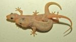 Squamata: Species Guide, Life Cycles and Adaptations - Animal Pedia