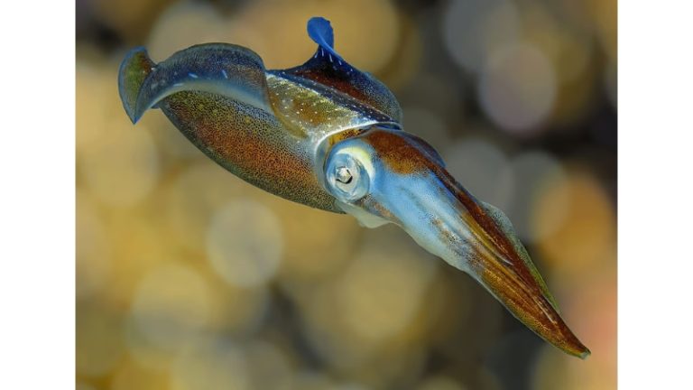 Fish: Definition, Characteristics, Classification, Types & Facts ...