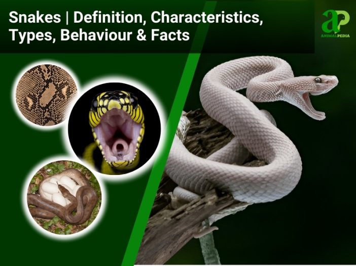 Snake: Characteristics, Types, Behaviors, Facts & Pictures
