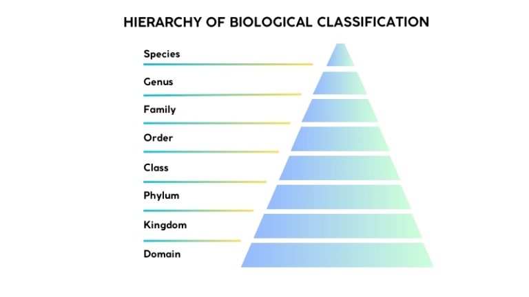Taxonomic Ranks: Understanding Animal Kingdom Organization - Animal Pedia