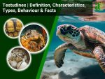 Testudines: Definition, Characteristics, Types, Behaviour & Facts