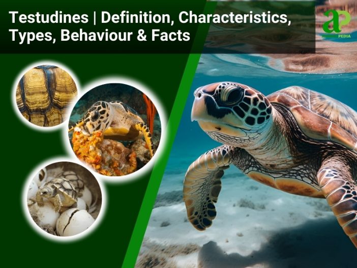 Testudines: Definition, Characteristics, Types, Behaviour & Facts