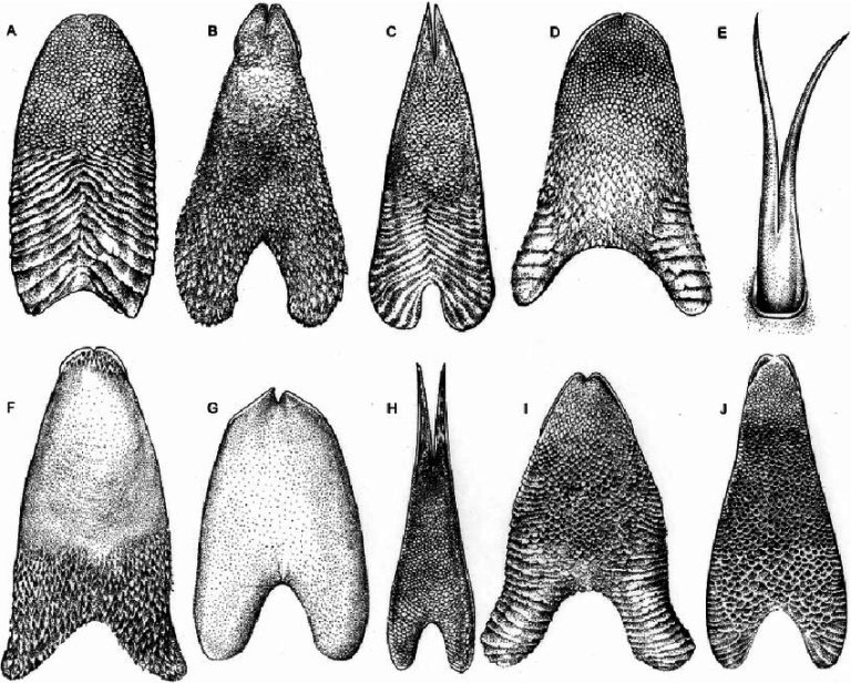 Squamata: Species Guide, Life Cycles and Adaptations - Animal Pedia