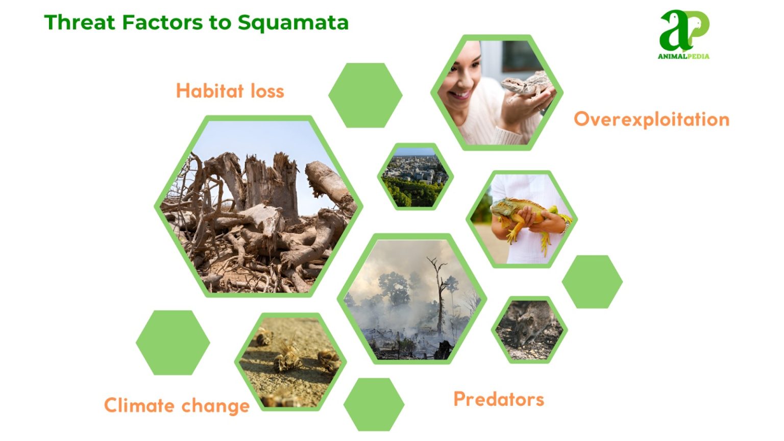 Squamata: Species Guide, Life Cycles and Adaptations - Animal Pedia