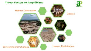 Amphibians: Species Guide, Life Cycles and Adaptations