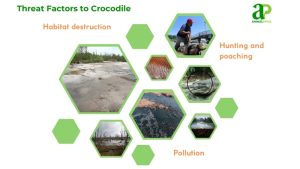 Crocodilia: Characteristics, Species, Habitat, Diet, Behaviors & Pictures