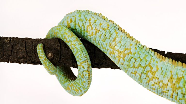 Lizards: Definition, Characteristics, Types, Behaviour & Facts