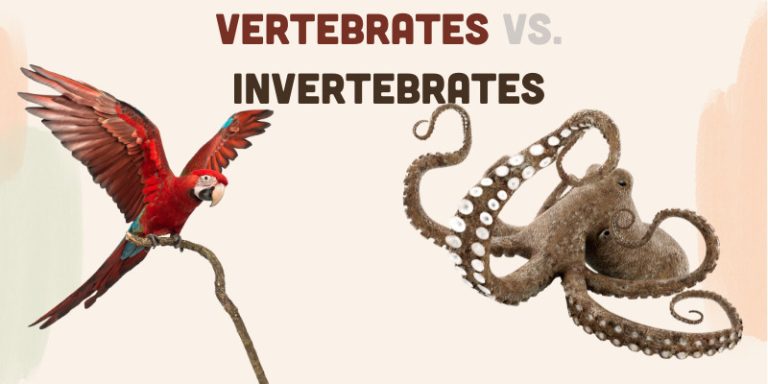 Invertebrates: Definition, Characteristics, Facts, Classification ...