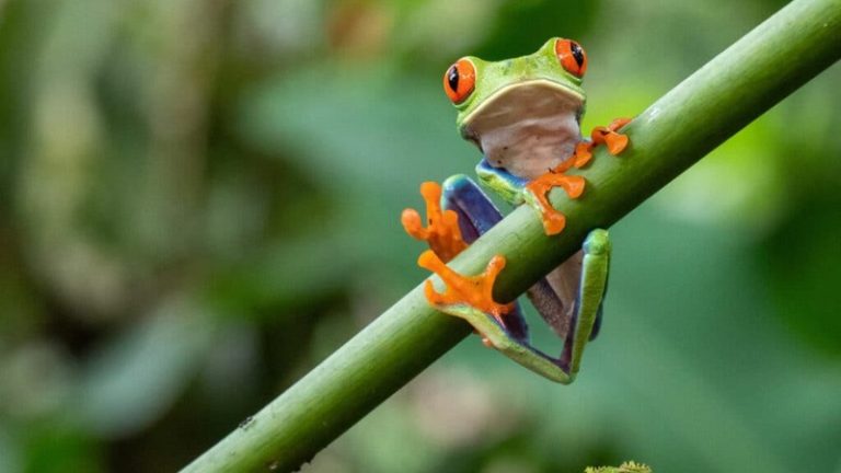 Amphibians: Species Guide, Life Cycles and Adaptations