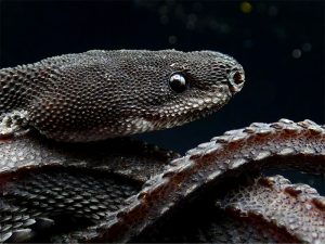 35+ Animals that start with X - Classified lists with Pictures and Fun ...