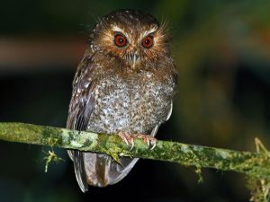 35+ Animals that start with X - Classified lists with Pictures and Fun ...