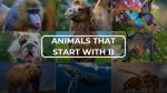 85+ Animals that start with B - Classified lists with Pictures and Fun ...