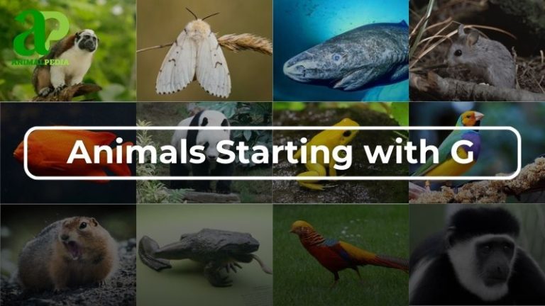 200+ Animals that start with G - Classified lists with Pictures and Fun ...