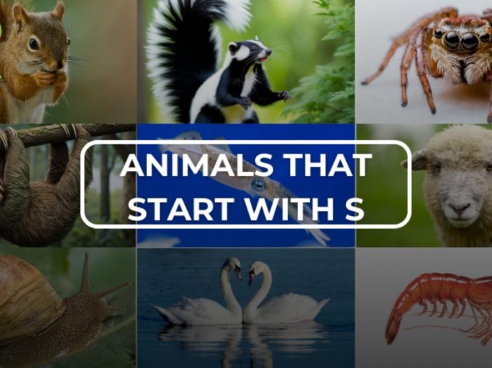 360+ Animals that start with S - Classified lists with Pictures and Fun ...