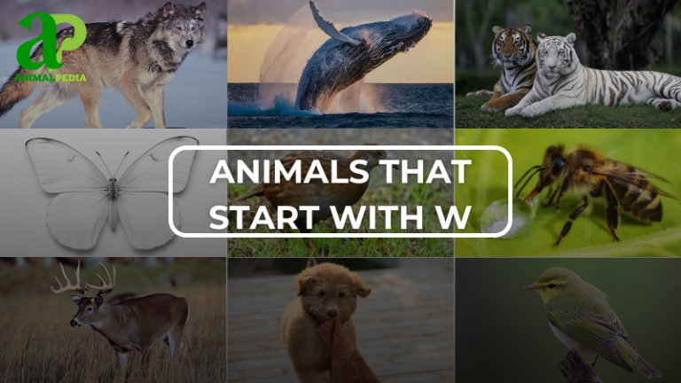150+ Animals that start with W - Classified lists with Pictures and Fun ...