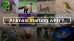 50+ Animals that start with Y - Classified lists with Pictures and Fun ...