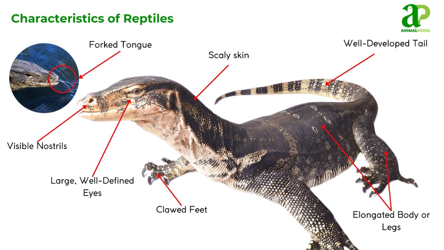 Reptiles: Classification, characteristics, types, behaviors & feeding ...