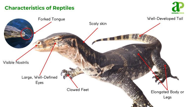 Reptiles: Classification, characteristics, types, behaviors & feeding ...