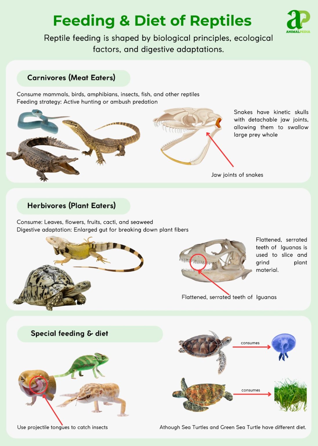 Reptiles: Classification, characteristics, types, behaviors & feeding ...