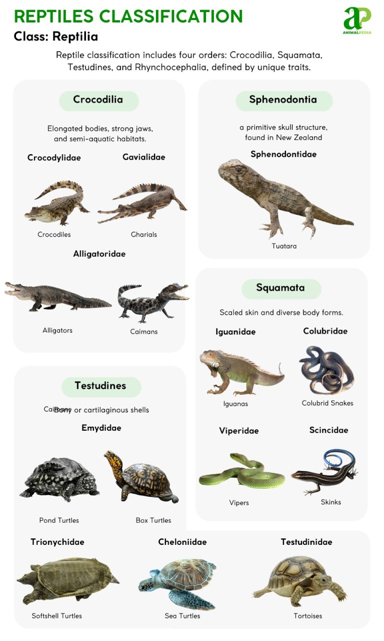 Reptiles: Characteristics, Classification, Evolution, Behaviors, Facts ...