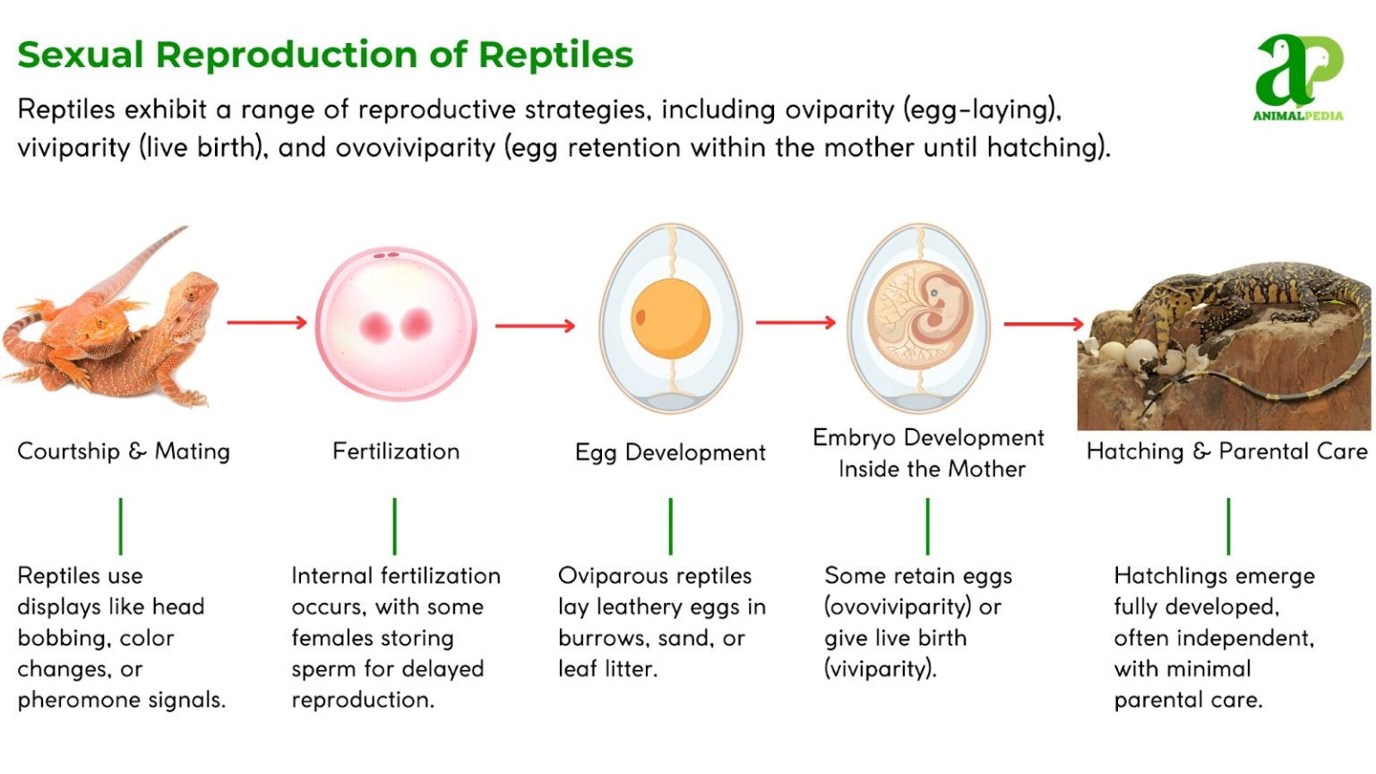 Reptiles: Classification, characteristics, types, behaviors & feeding ...