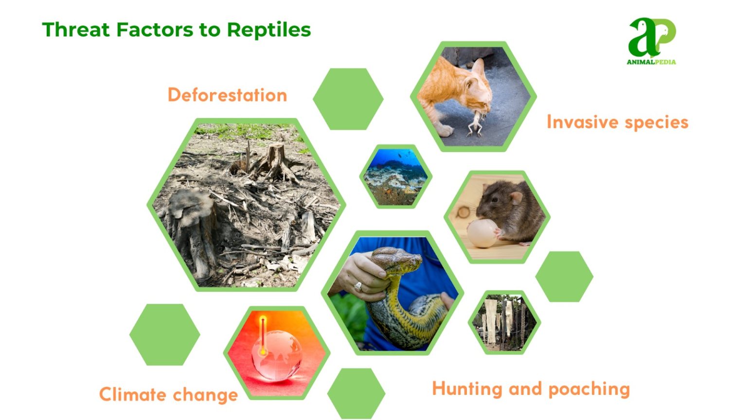 Reptiles: Classification, characteristics, types, behaviors & feeding ...