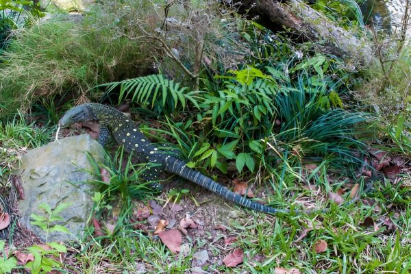 Crocodile Monitor: Longest Lizard Species, Habitat & Conservation