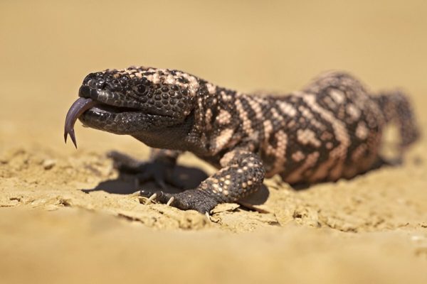 Gila Monster: Venomous Species, Desert Adaptations, Diet & Conservation