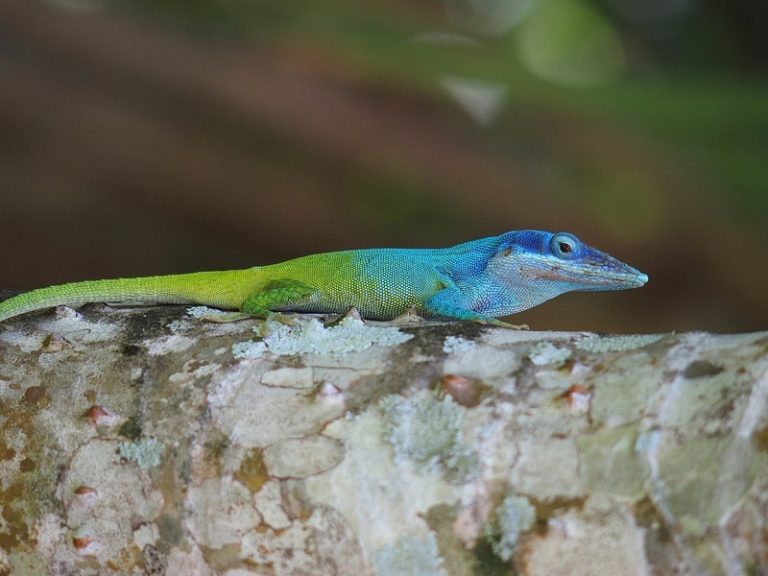 Blue Anole: World's Only Blue Lizard, Habitat, Behavior & Rarity