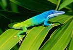 Blue Anole: World's Only Blue Lizard, Habitat, Behavior & Rarity