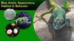 Blue Anole: World's Only Blue Lizard, Habitat, Behavior & Rarity