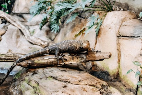 Crocodile Monitor: Longest Lizard Species, Habitat & Conservation