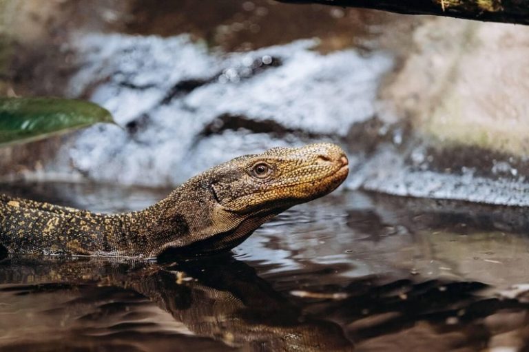Crocodile Monitor: Longest Lizard Species, Habitat & Conservation