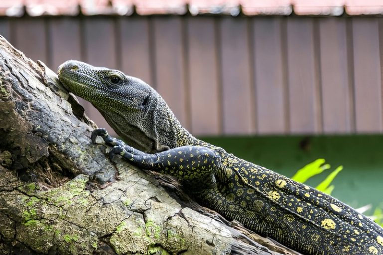 Crocodile Monitor: Longest Lizard Species, Habitat & Conservation