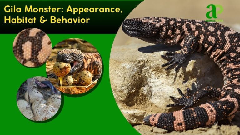 Gila Monster: Venomous Species, Desert Adaptations, Diet & Conservation