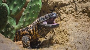 Gila Monster: Venomous Species, Desert Adaptations, Diet & Conservation
