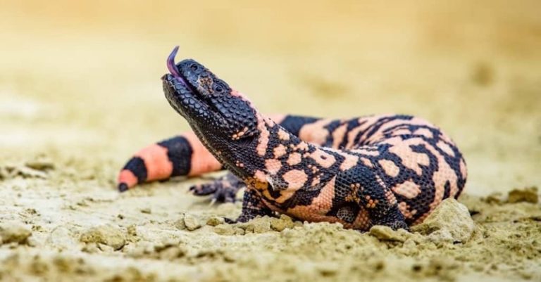 Gila Monster: Venomous Species, Desert Adaptations, Diet & Conservation
