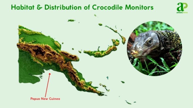 Crocodile Monitor: Longest Lizard Species, Habitat & Conservation