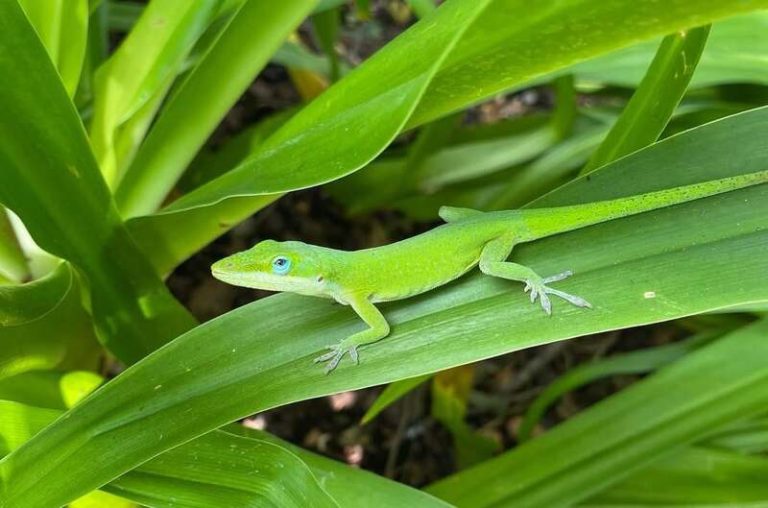 Jamaican Giant Anole: Caribbean's Largest Anole, Habitat, Behavior & Status