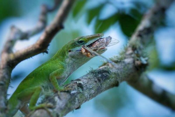 Jamaican Giant Anole: Caribbean's Largest Anole, Habitat, Behavior & Status
