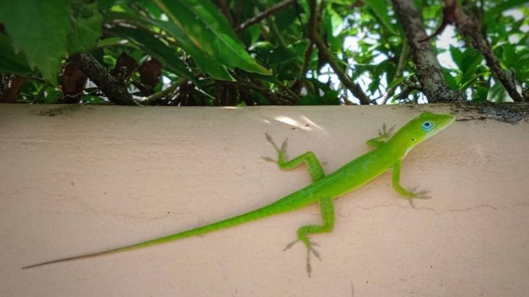 Jamaican Giant Anole: Caribbean's Largest Anole, Habitat, Behavior & Status