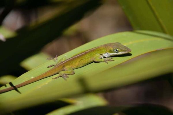 Jamaican Giant Anole: Caribbean's Largest Anole, Habitat, Behavior & Status