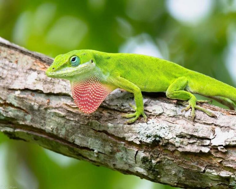Jamaican Giant Anole: Caribbean's Largest Anole, Habitat, Behavior & Status